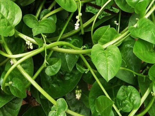 6 Creepers and Vining Vegetables To Grow in Your Backyard Garden