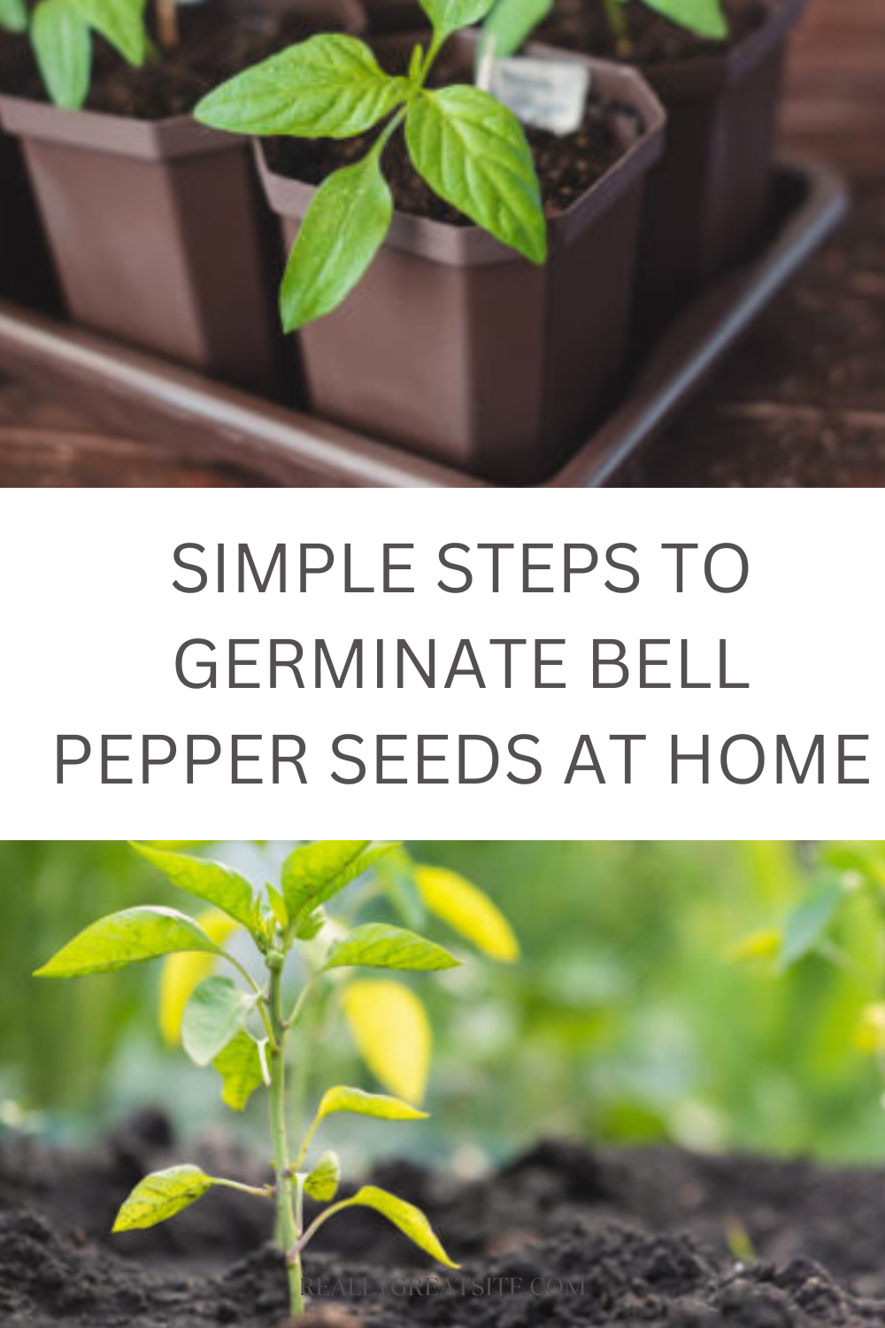 How Long Does Bell Pepper Seeds Take To Germinate?