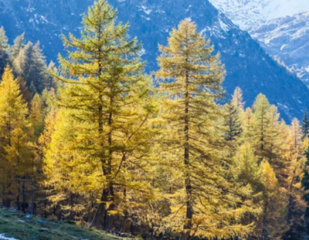 Trees That Can Be Planted Near To A House