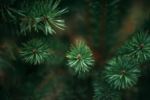 Why are Trees Evergreen and How They Adapt to Survive