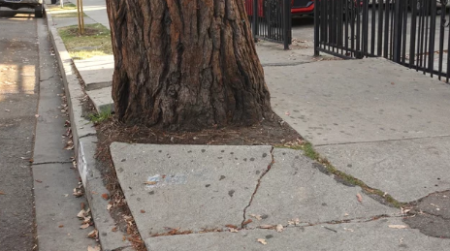 How to Prevent Tree Roots from Damaging Your Foundation