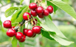 Top 7 Best Fruit Trees for Shade In The Garden List