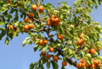 Top 7 Best Fruit Trees for Shade In The Garden List