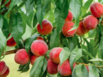 Top 7 Best Fruit Trees for Shade In The Garden List