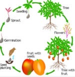 Sprouting Mango Seeds and How to Grow a Mango Tree