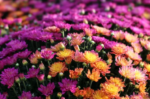 Choosing Between Garden Mums and Hardy Mums for Your Garden