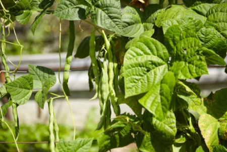 Long String Beans: The Versatile Vegetable for Any Meal