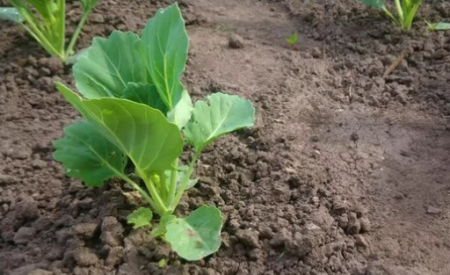 When To Plant Cauliflower Seeds: Timing, Soil and Climate