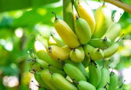 Growing Banana Plants in Pots And How To Care For Them