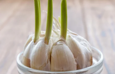 How Long Does it Take to Grow Garlic Indoors