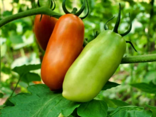 15 Biggest Tomato Plants to Grow and Impress Your Friends
