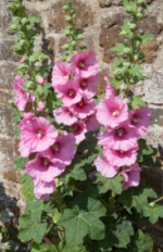 A Step-by-Step Guide to Growing Hollyhocks in Your Zone
