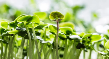 How To Germinate Basil Seeds Step by Step Process