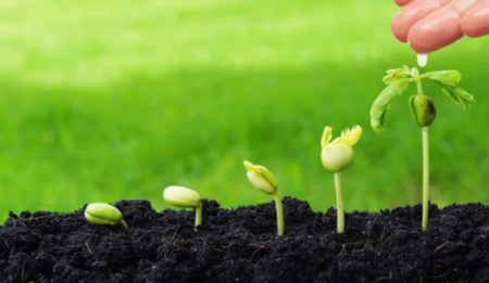 The Average Germination Time for Common Bean Varieties