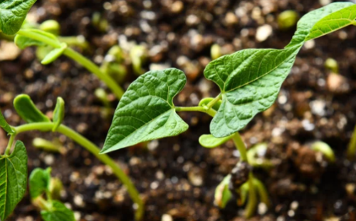 Getting Started with Growing Beans from Seed in Your Garden