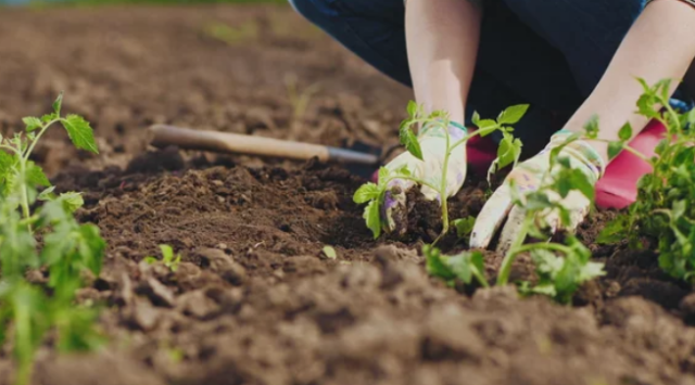 Planting Tomatoes Best Temperature For Optimal Growth