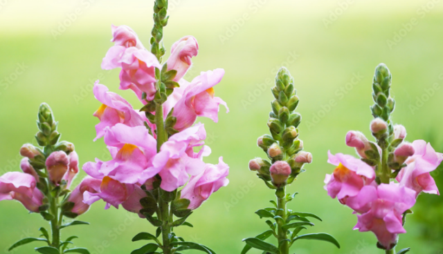 Snapdragon Flower Seed Pod: The Secrets Within