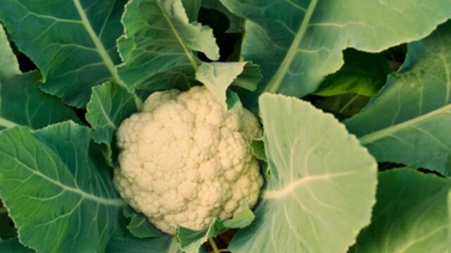Preventing Brown Spots on Cauliflower: Keep Your Florets Fresh