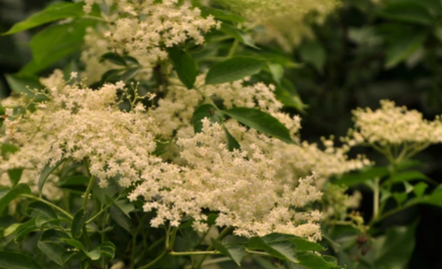 Where Do Elder Trees Grow? (Sambucus Nigra)