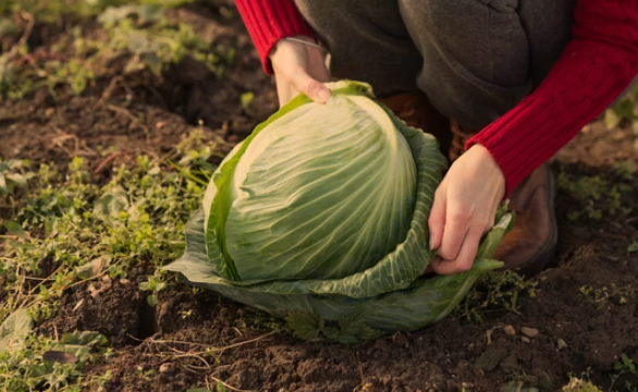 How to Determine When Cabbage is Ready to Harvest