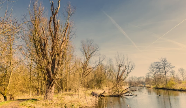 Willow Tree Dying: Causes, Symptoms, and Remedies