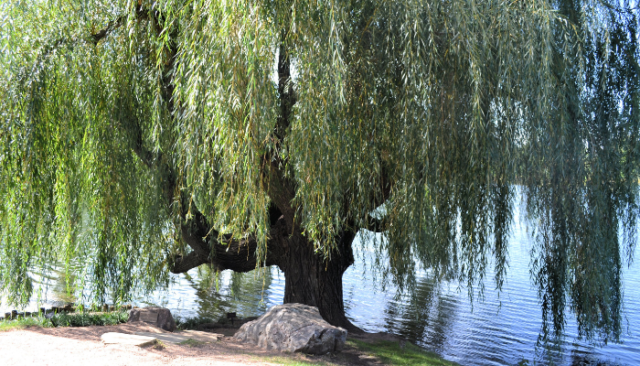 What Does a Weeping Willow Tree Look Like?