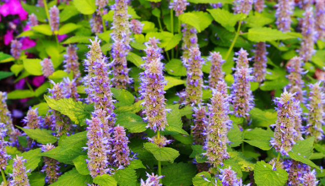 Top 8 Best Plants for Hummingbirds Attraction