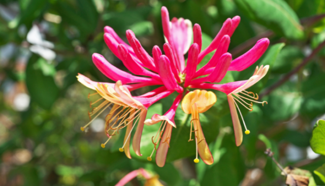 Top 8 Best Plants for Hummingbirds Attraction