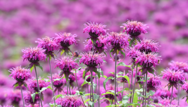 Top 8 Best Plants for Hummingbirds Attraction