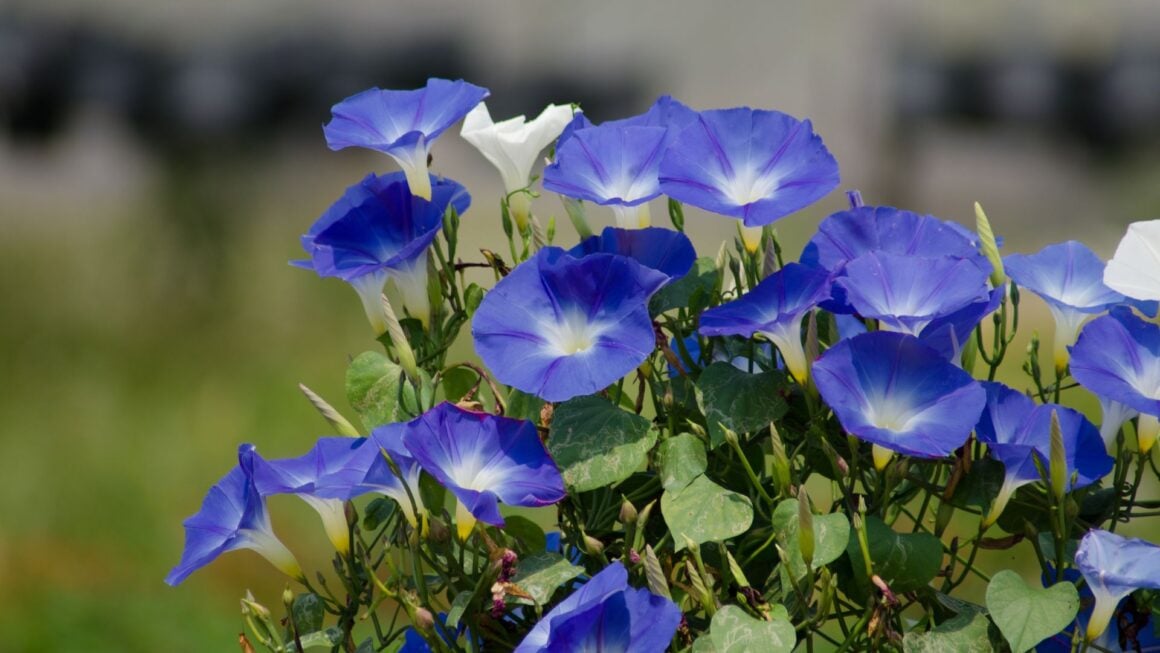 Top 14 Fastest Growing Flowers That Bloom