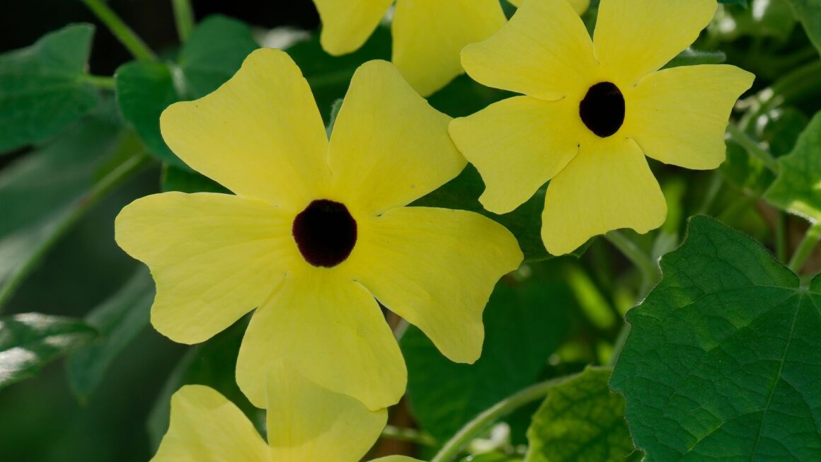 17 Fast-Growing Flowering Vines Across Zones