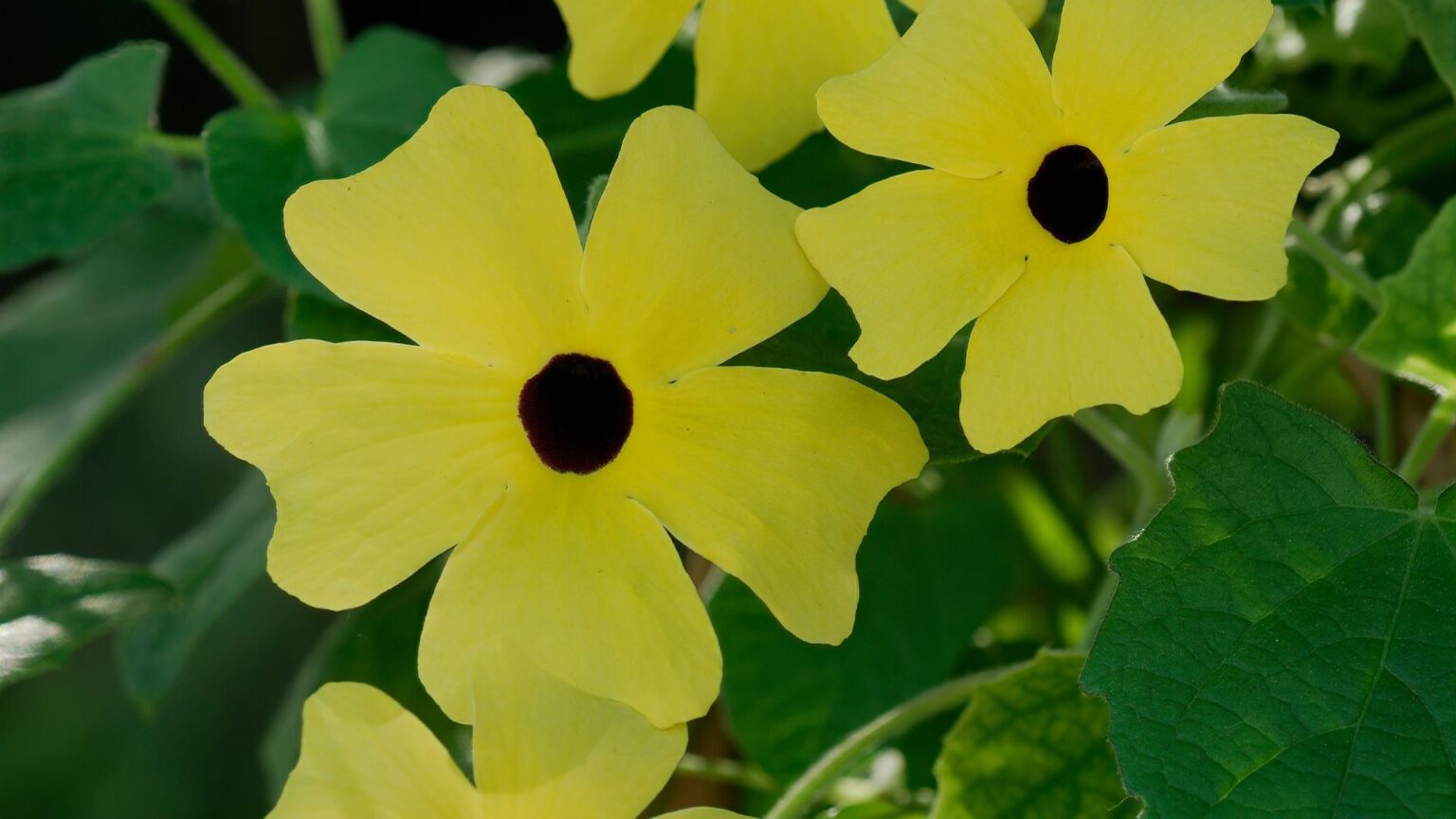17 Fast-Growing Flowering Vines Across Zones