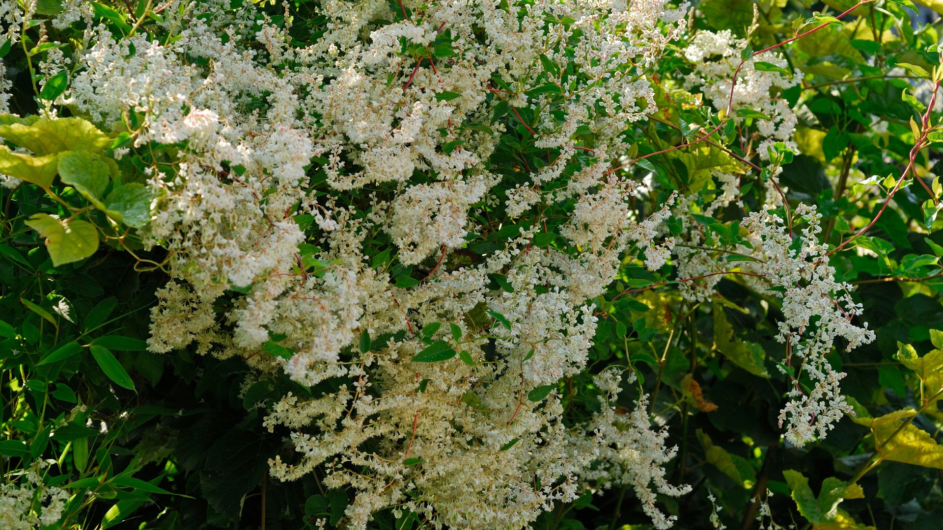 17 Fast-Growing Flowering Vines Across Zones