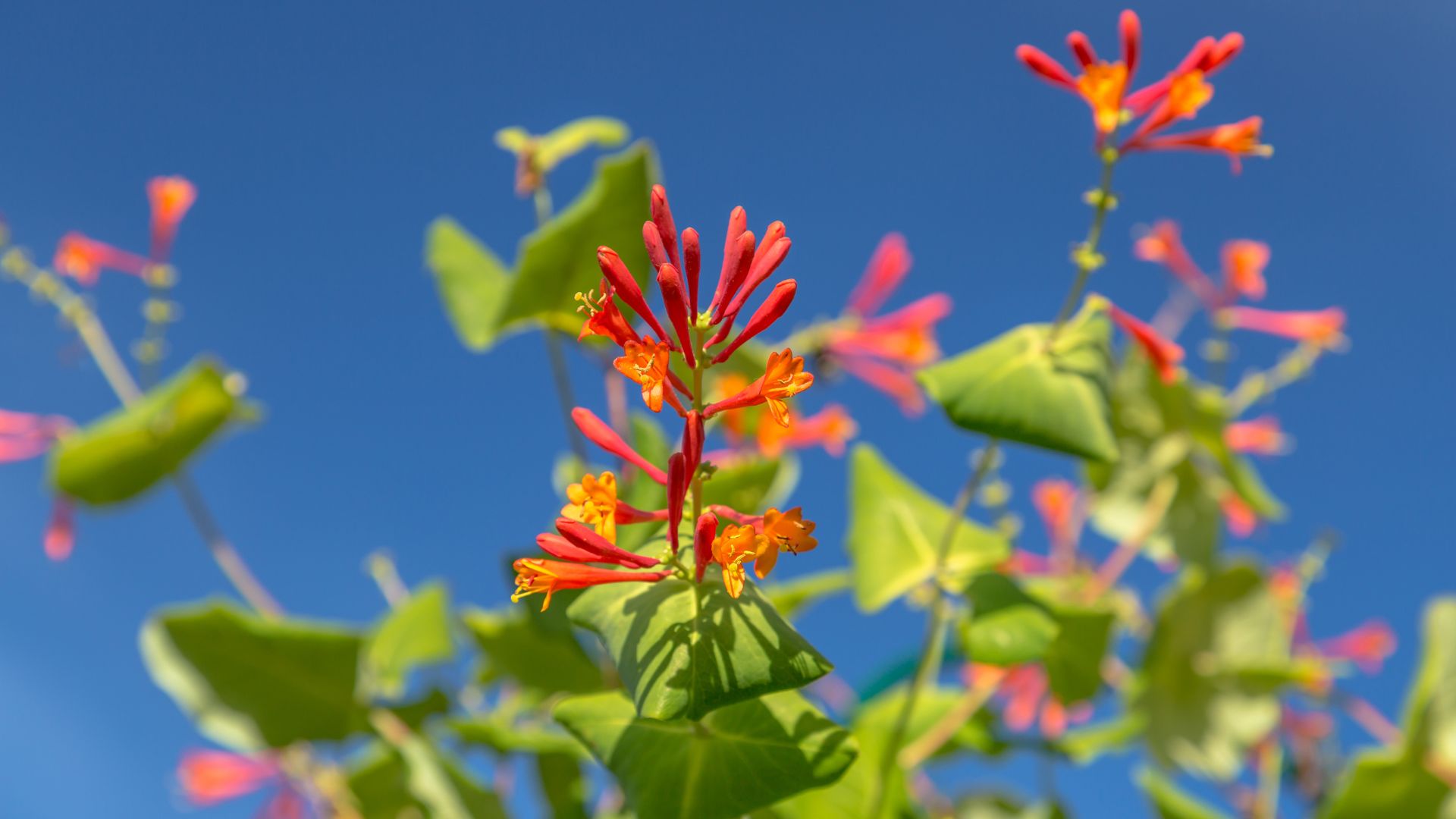 17 Fast-Growing Flowering Vines Across Zones