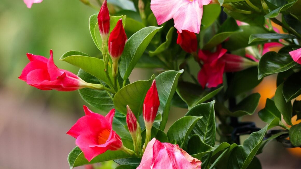 17 Fast-Growing Flowering Vines Across Zones