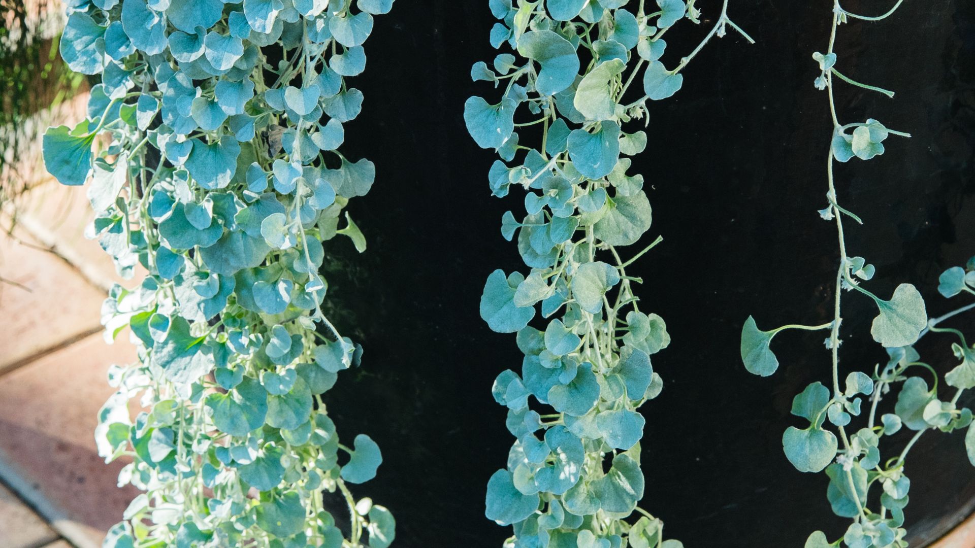 17 Fast-Growing Flowering Vines Across Zones