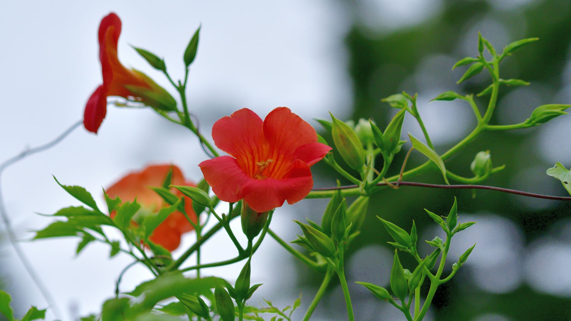 17 Fast-Growing Flowering Vines Across Zones