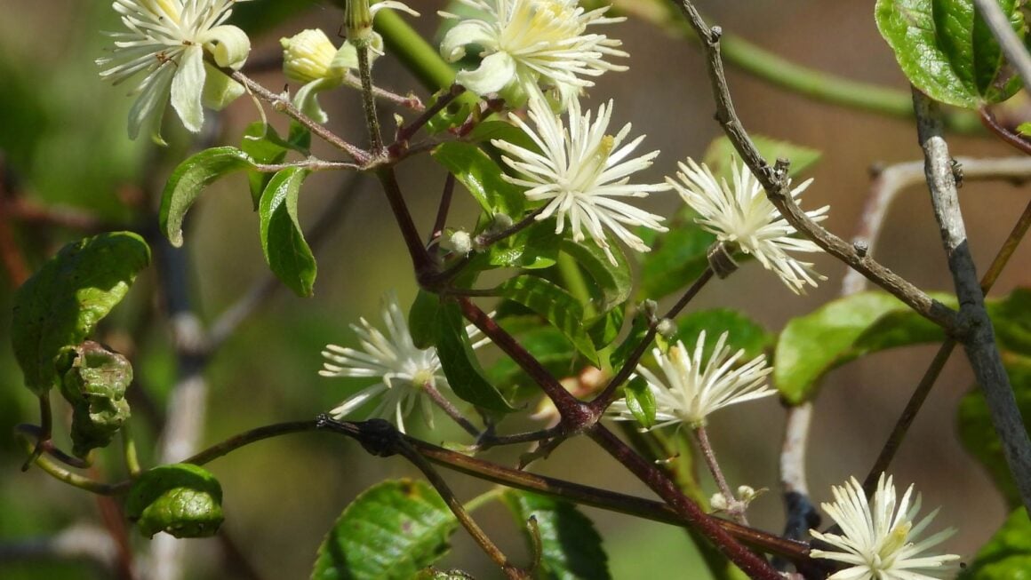 17 Fast-Growing Flowering Vines Across Zones