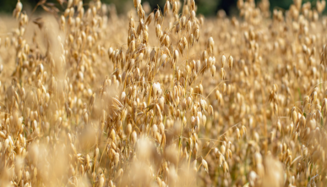 How Do Oats Grow? Sow, Care, And Harvest