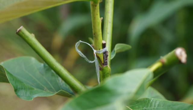 How to Graft Avocado Tree: Grafting for Success