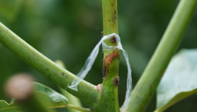 How to Graft Avocado Tree: Grafting for Success