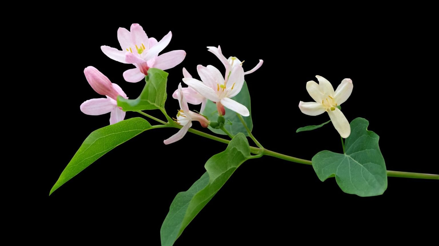 17 Fast-Growing Flowering Vines Across Zones