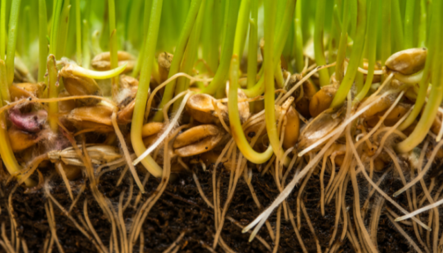 How Do Oats Grow? Sow, Care, And Harvest