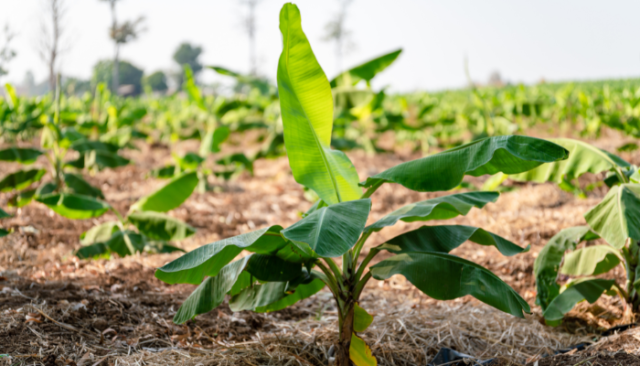 What Climate Do Bananas Grow In?