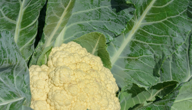 Why is My Cauliflower Yellow? And How to Prevent It