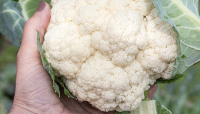 Why is My Cauliflower Yellow? And How to Prevent It