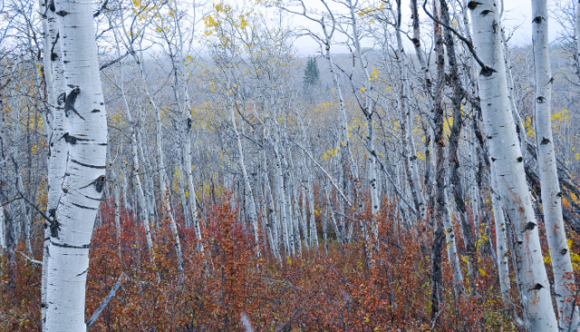 When to Plant a River Birch Tree