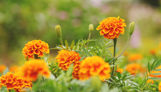 Top 14 Fastest Growing Flowers That Bloom