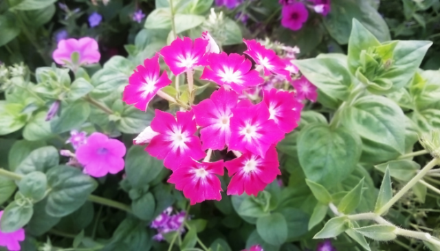 Top 14 Fastest Growing Flowers That Bloom