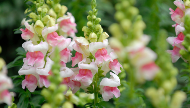 Top 14 Fastest Growing Flowers That Bloom